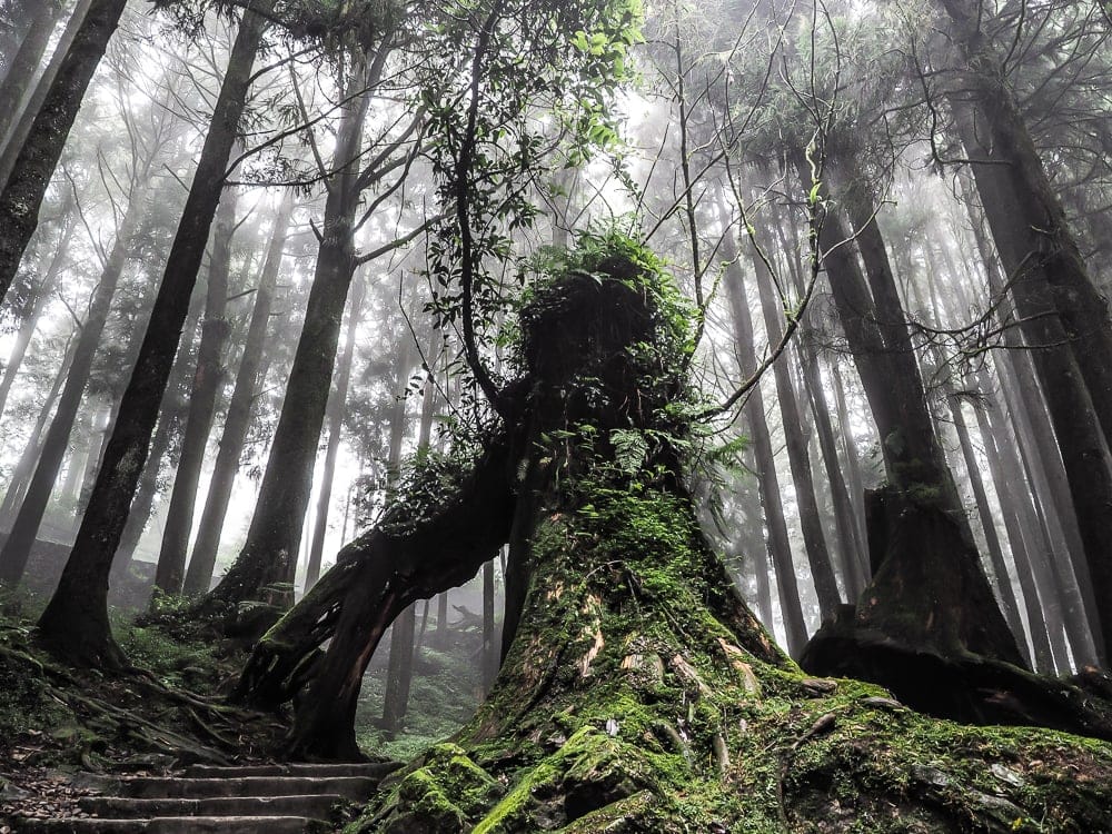 Alishan, Taiwan: An Insanely Detailed 2020 Guide | Spiritual Travels