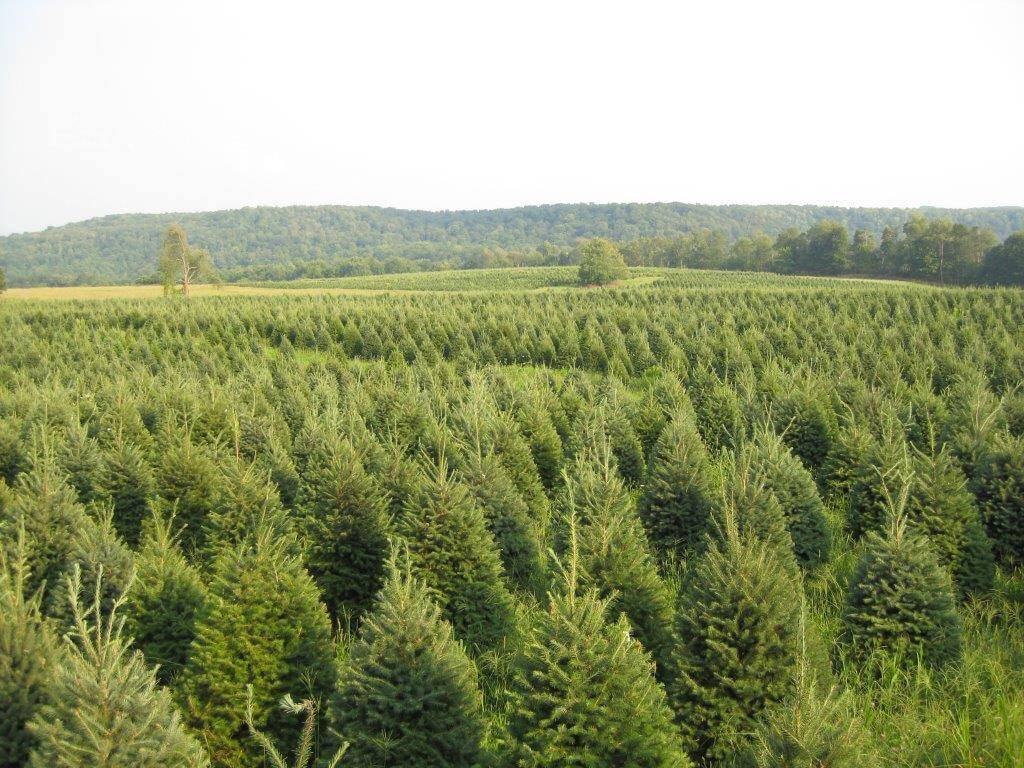 Evergreens - Chuck Hafner's Garden Center Syracuse