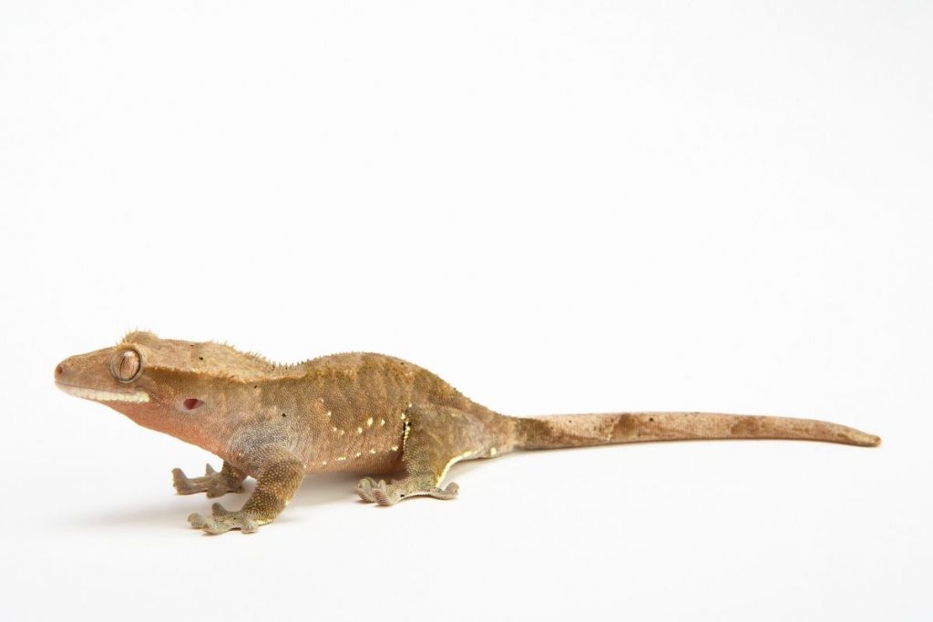 Crested Gecko Anatomy | The Crested Gecko from Head to Toe
