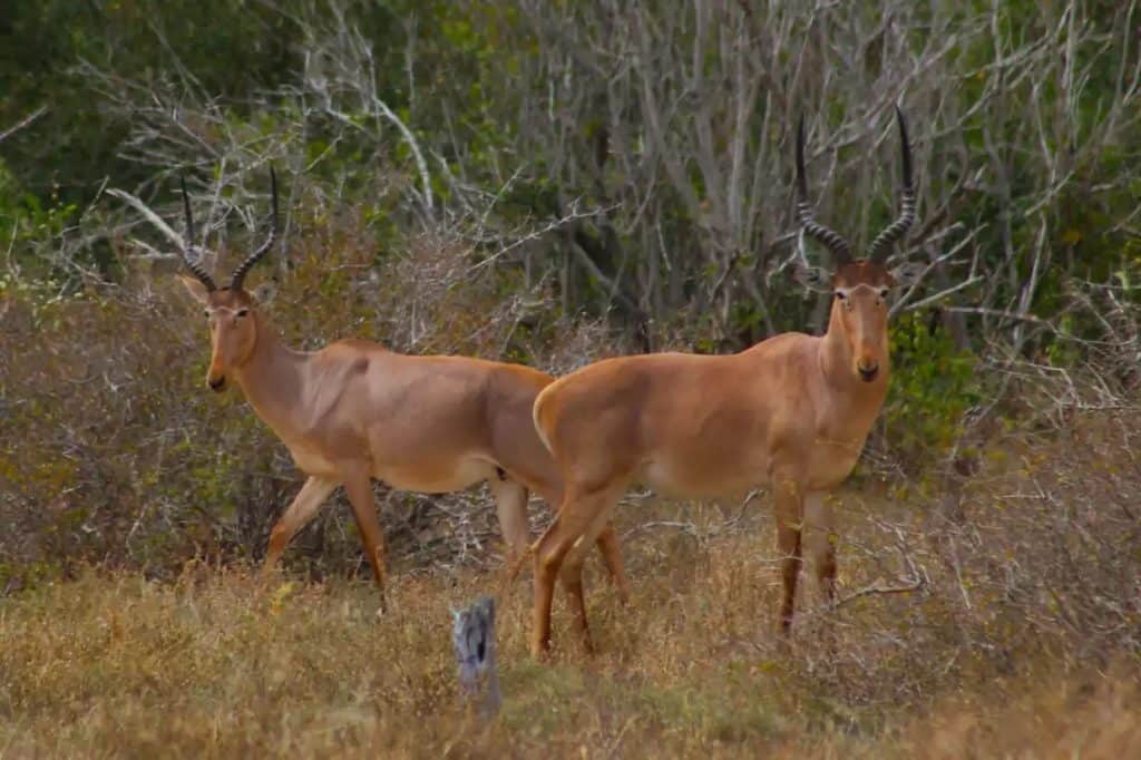 Hirola Conservation Program – saving the world's most endangered antelope
