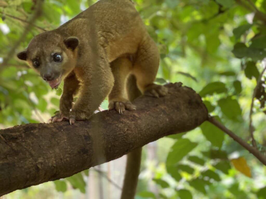 El Kinkajou en Costa Rica, dónde verlo? | NATUWA, Santuario de fauna
