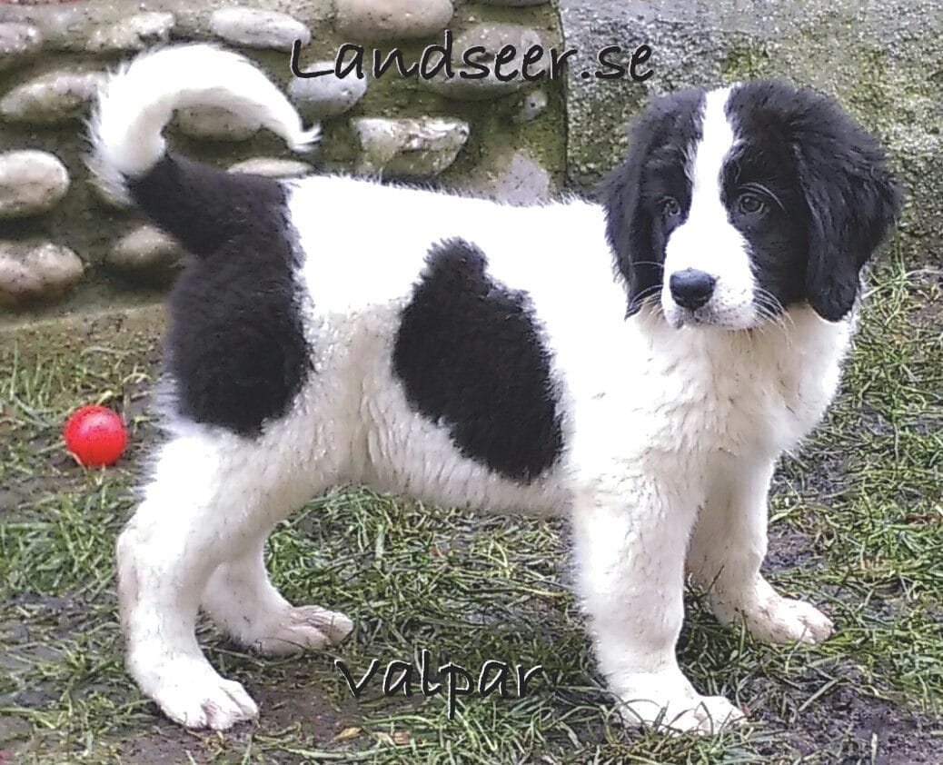 Valpar | Landseer