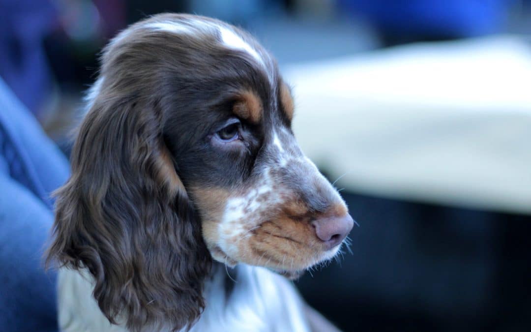 Zepp Operation in Dogs: Lateral Ear Canal Resection | Anasazi Animal Clinic