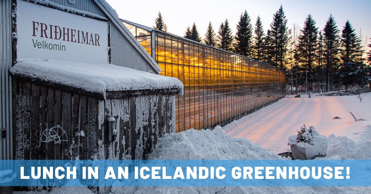 Fridheimar Greenhouse in Iceland's Golden Circle: An Unforgettable ...