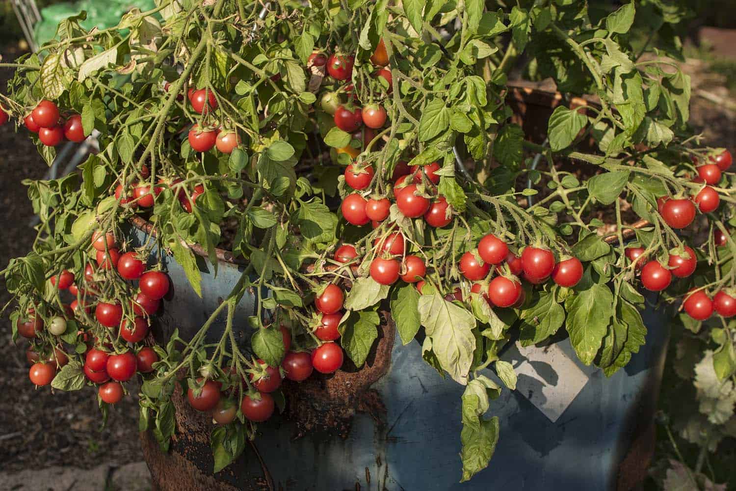 Tomaten - Anbautipps für gesunde Tomatenpflanzen und eine reiche Ernte