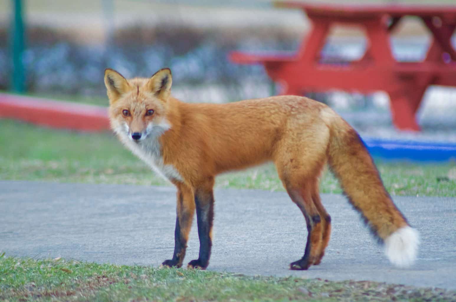 Buffalo Trace Park: Best Campground in Indiana to Explore the Cave Trail