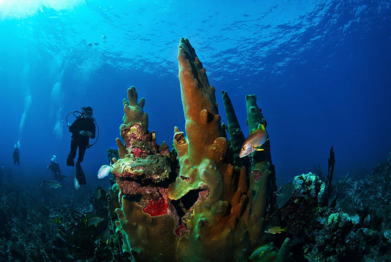 Top Things to Do in the Belize Barrier Reef – Belize Adventure Travel Blog
