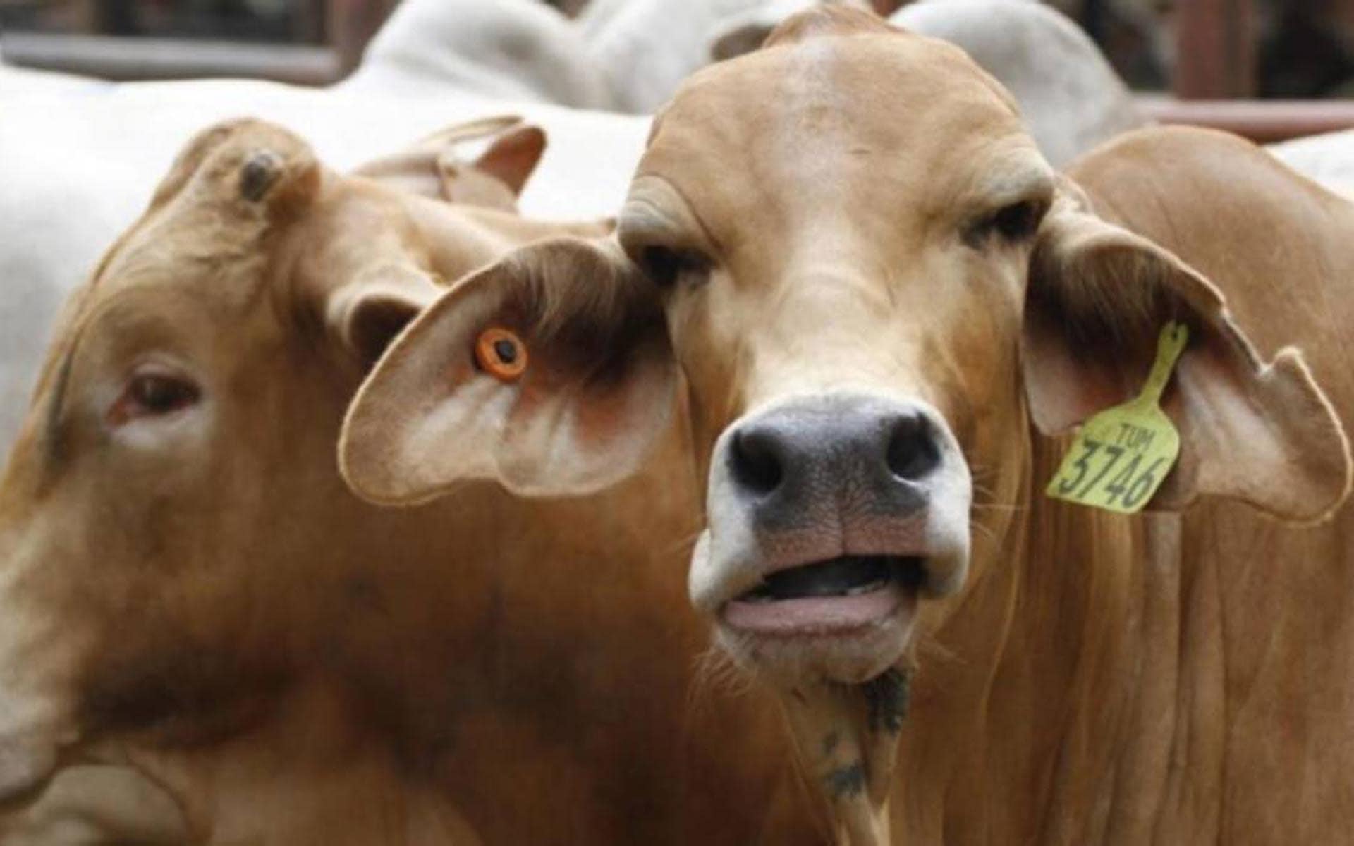 CashCow ICO Looks To Boost Indonesian Cattle Farmers' Profits ...