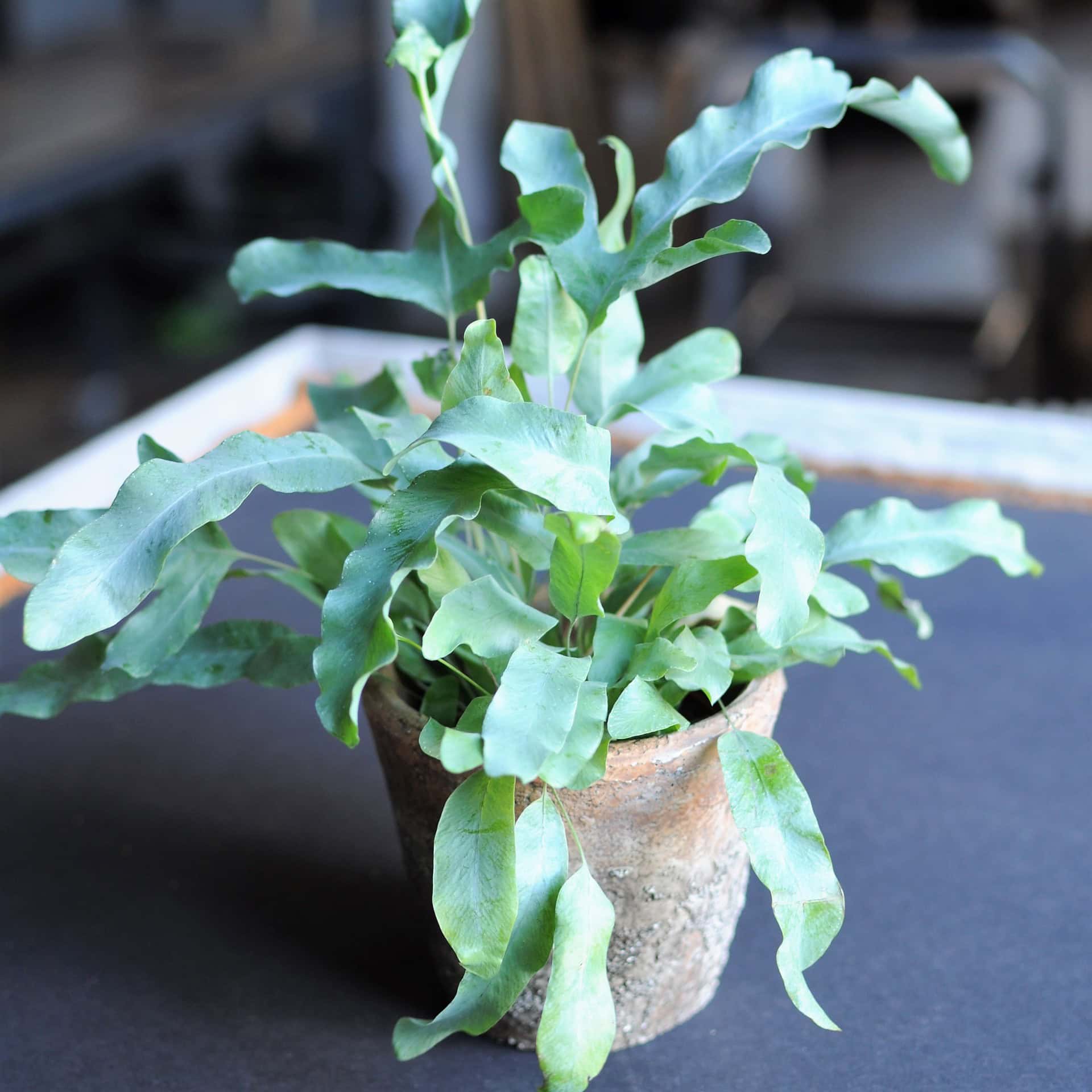 Flebodium złociste (Phlebodium aureum 'Blue Star') | Zielony Słoik