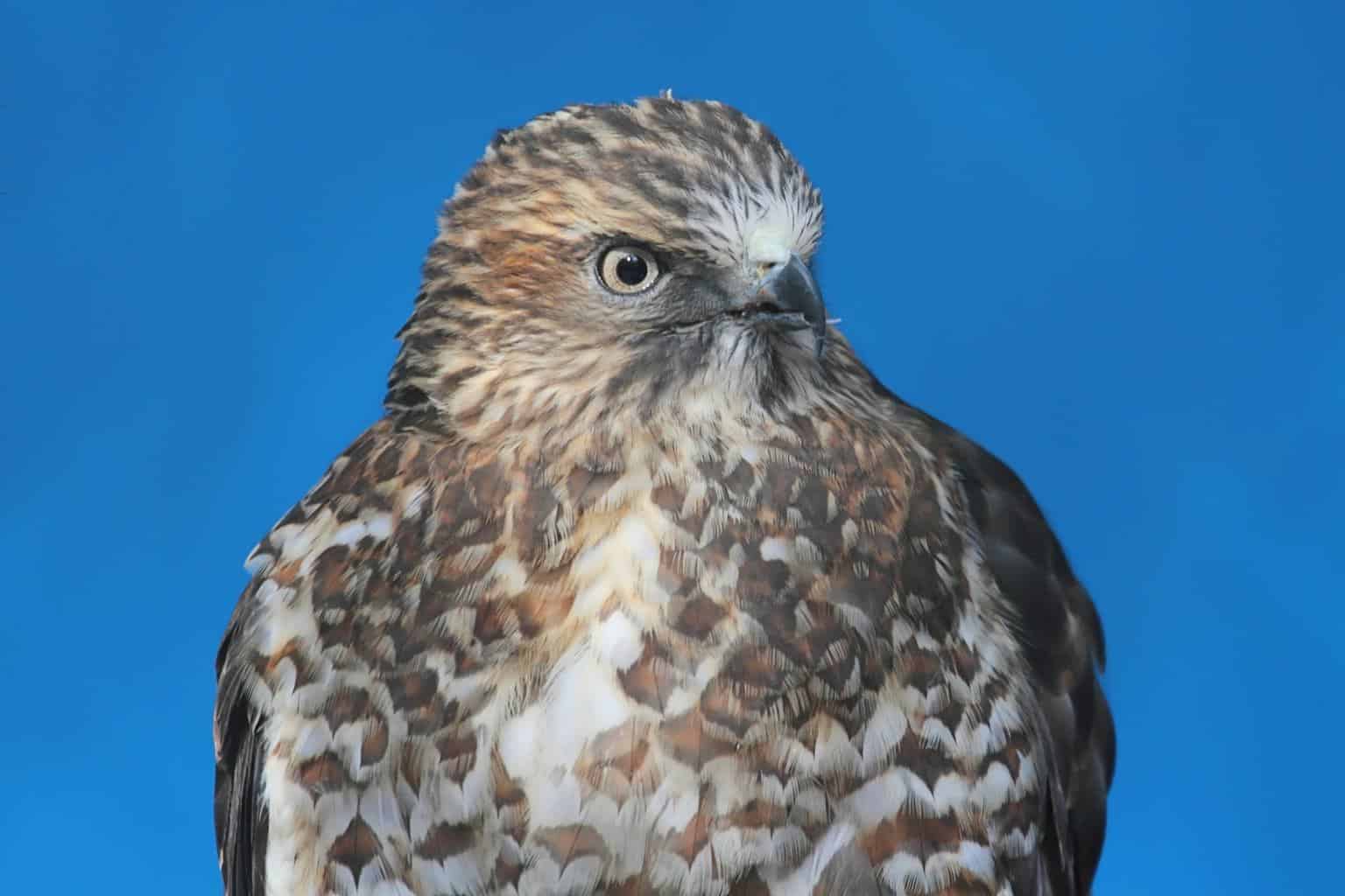 Hawks In Arizona: 12 Magnificent Species In The Grand Canyon State