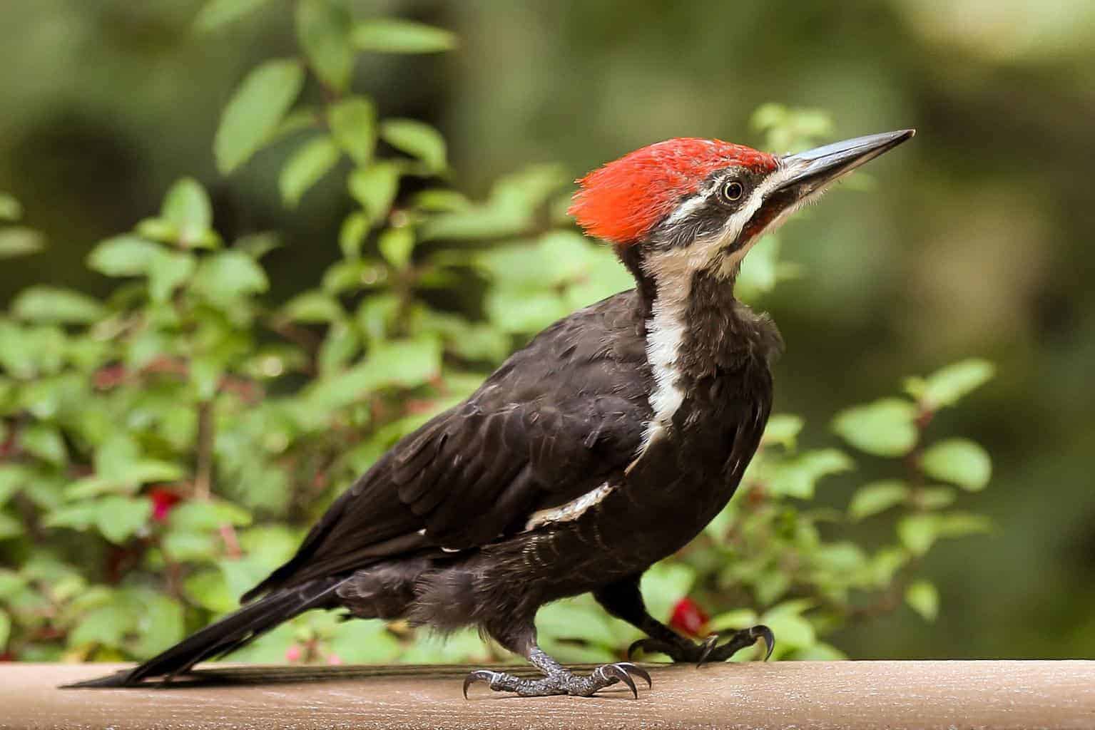 Woodpeckers in Pennsylvania: The 8 Species You May Come Across