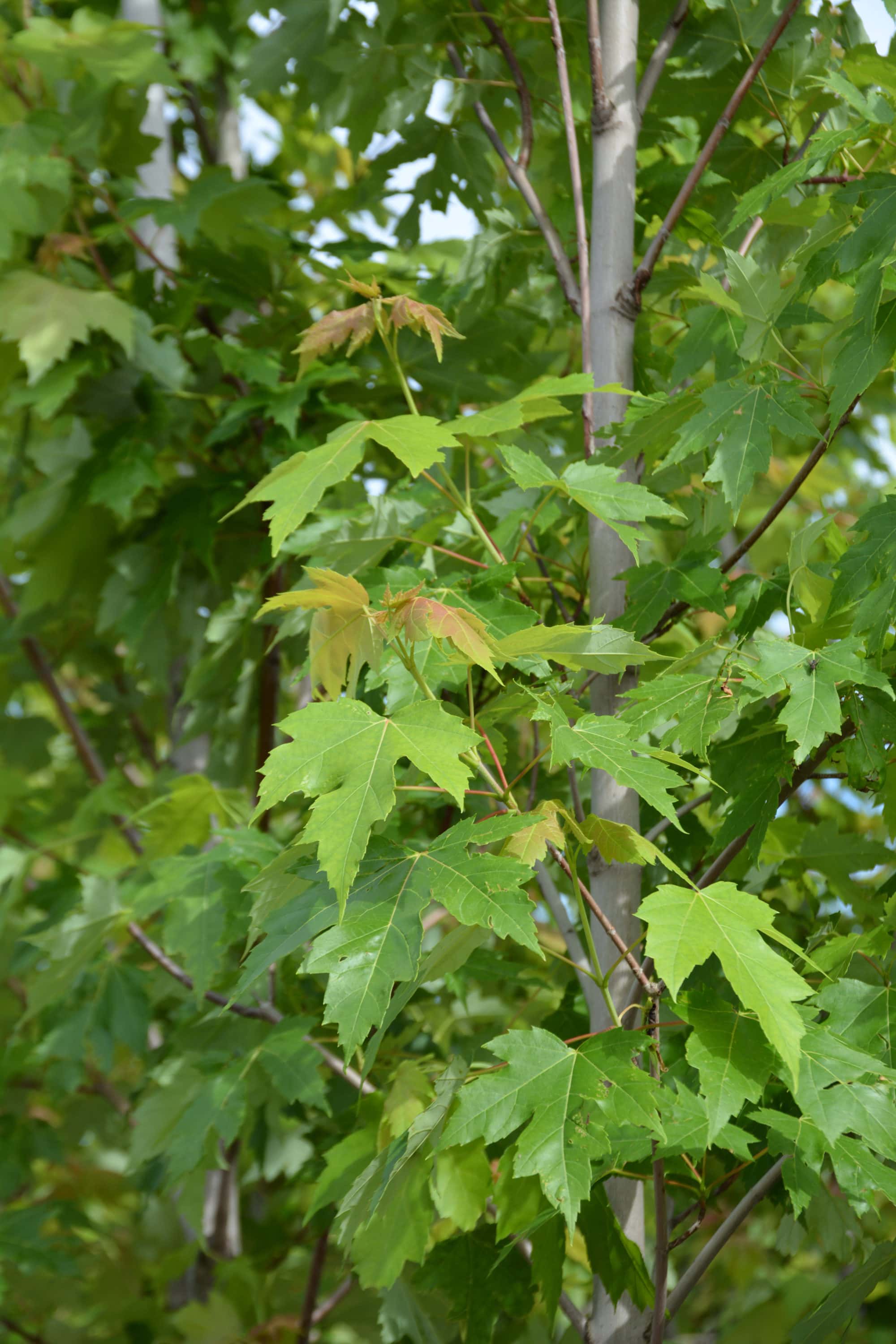 Autumn Blaze Maple • Kiwi Nurseries Ltd