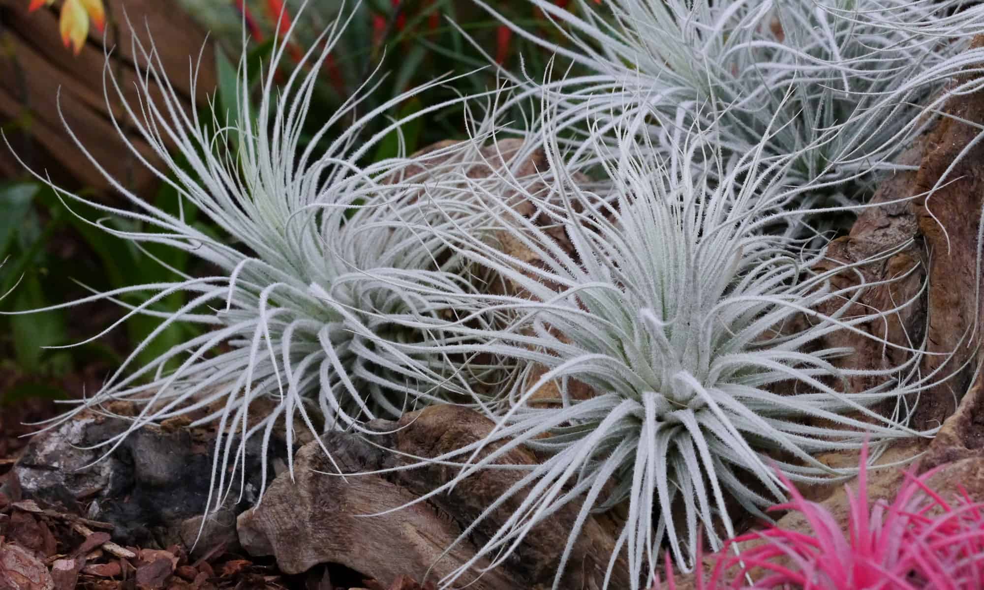 Species profiles Archives - Tillandsia.co.uk