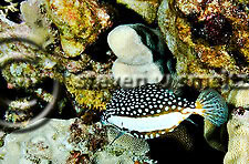 Scuba Diving Hawaii - Golden Arches » Steven W Smeltzer Blog