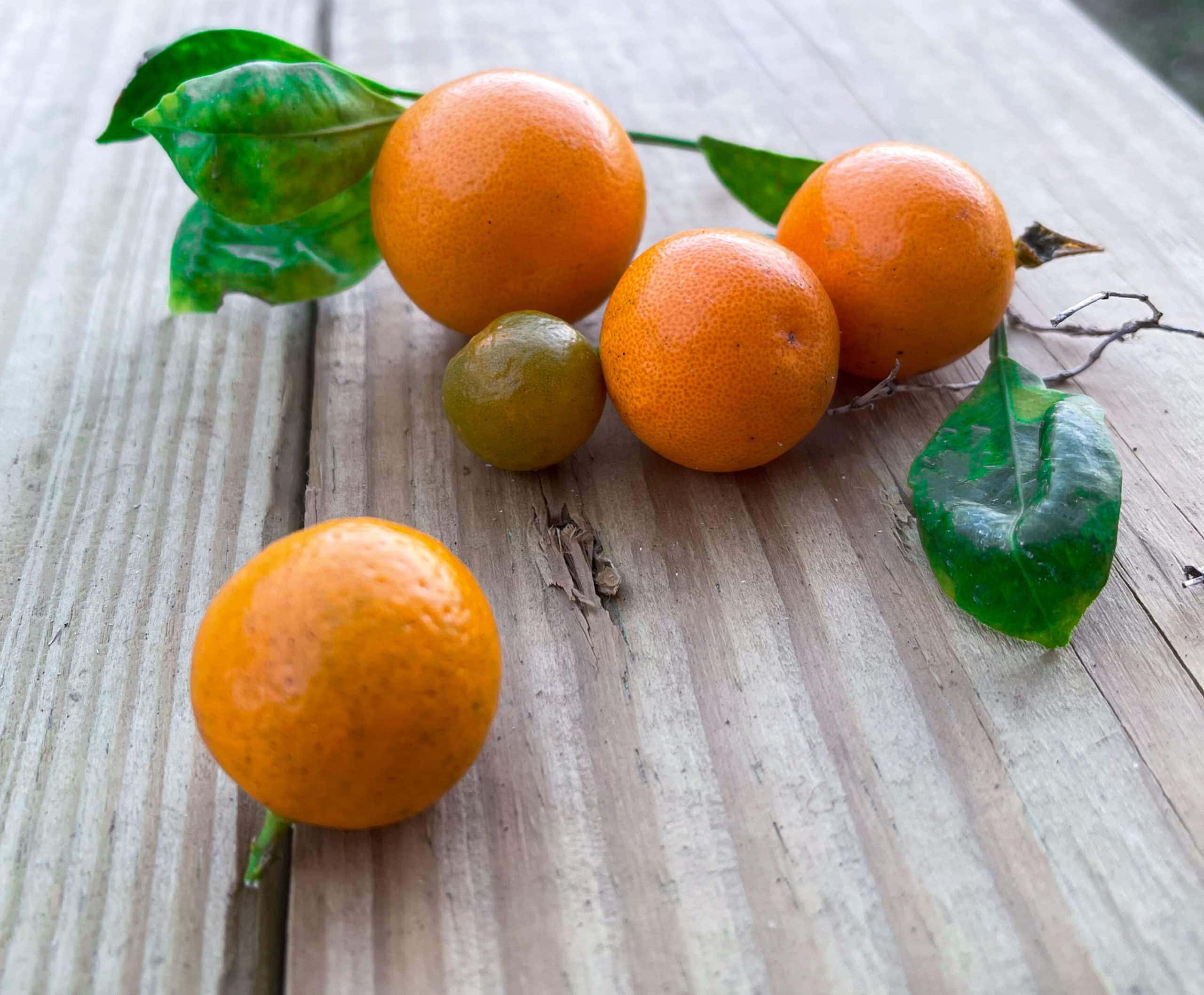 Calamansi Tree - Healthier Steps