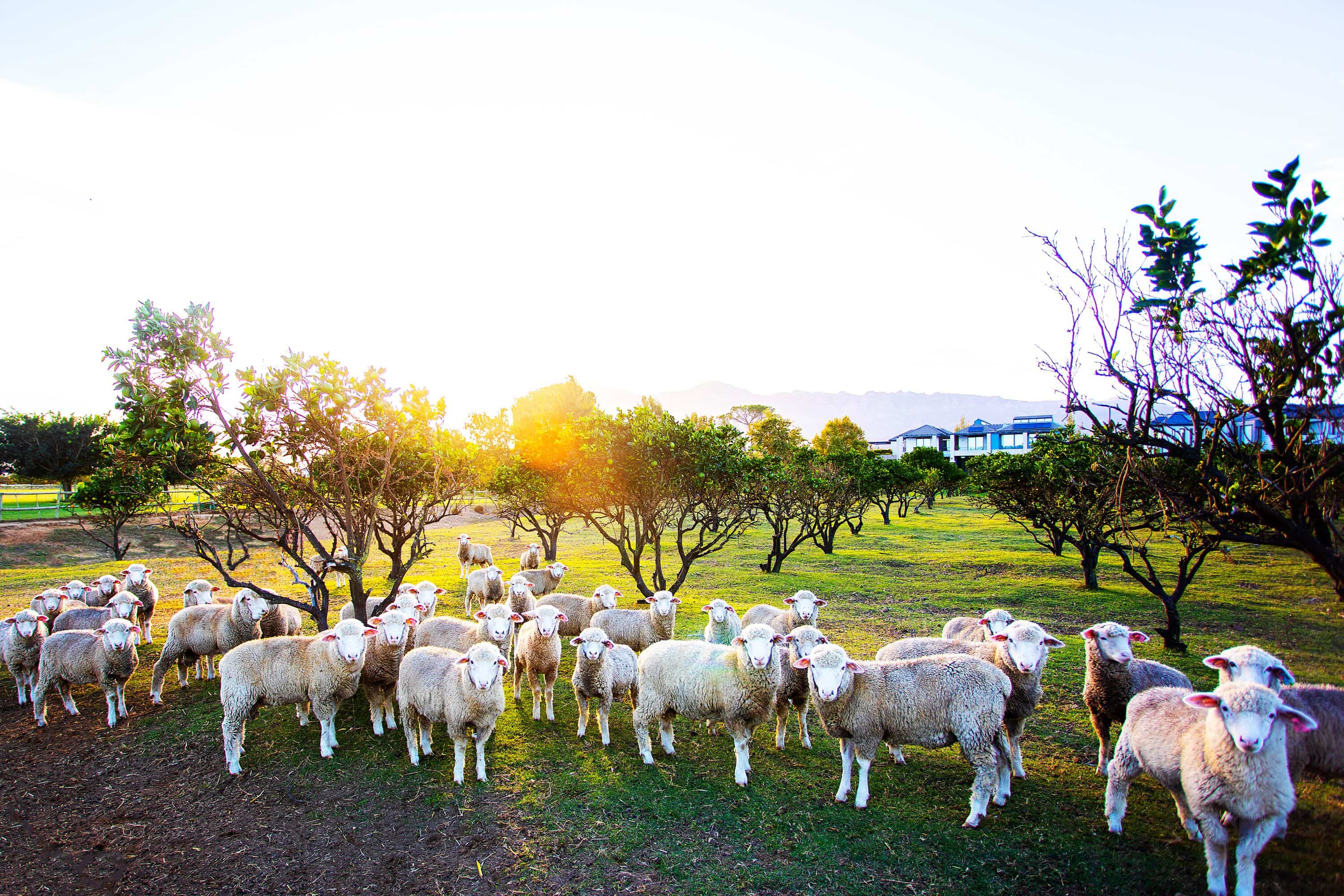 Val de Vie | The most secure luxury lifestyle estate in Africa