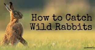 How to Build a Natural Deer Hunting Blind - Know Prepare Survive