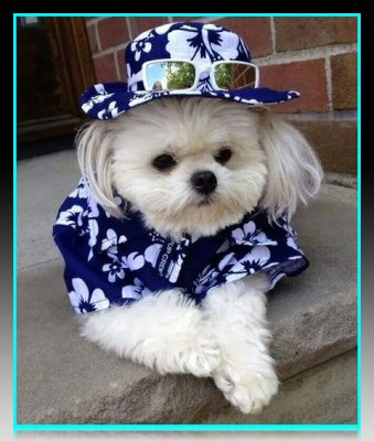 Moda para perros pequeños modelos originales | Imágenes de Ropa Para Perros