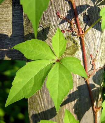 Tendrils stick to various surfaces : Virginia Creeper - AskNature