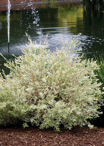 Flamingo Willow • Kiwi Nurseries Ltd