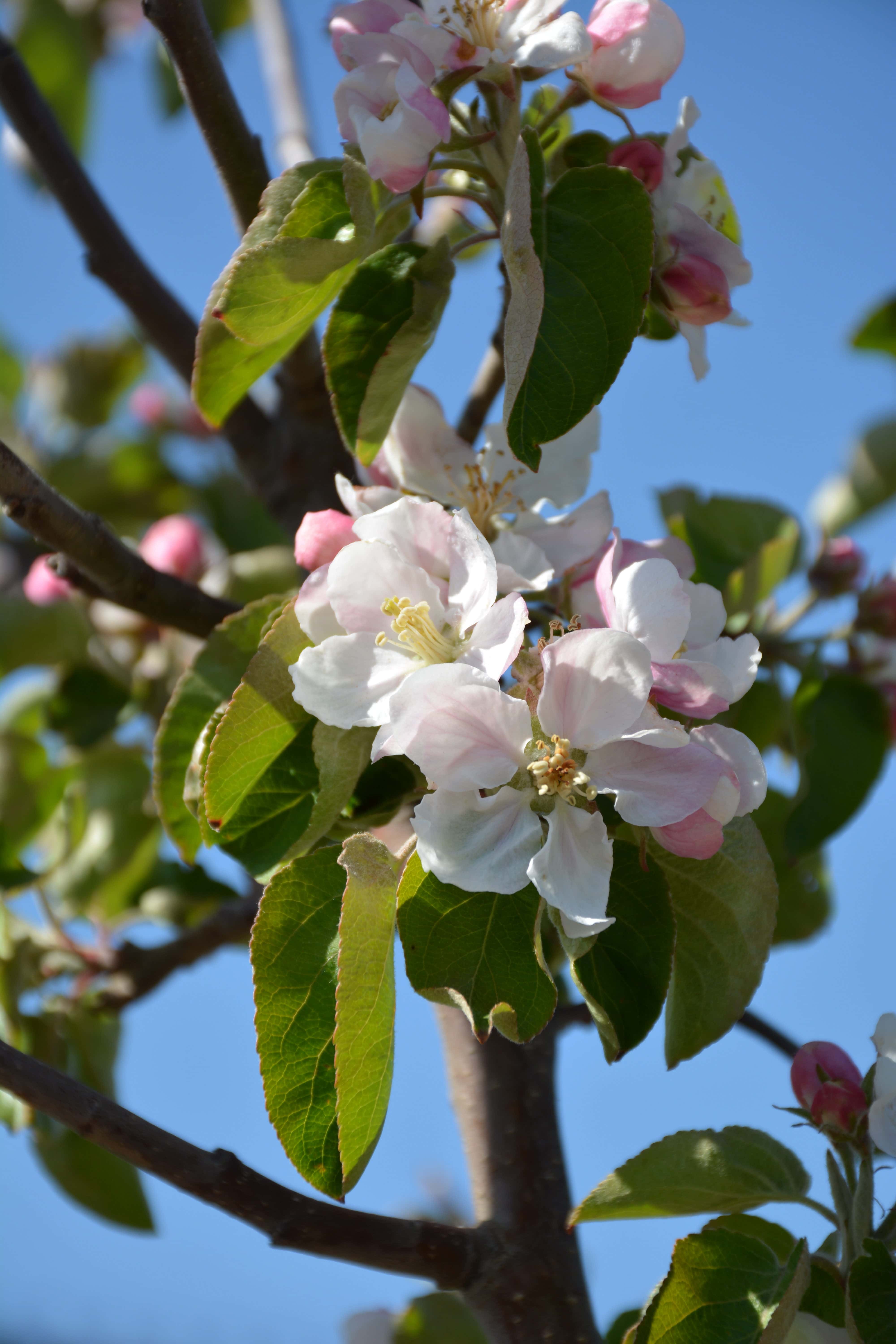 Starlite Flowering Crabapple • Kiwi Nurseries Ltd