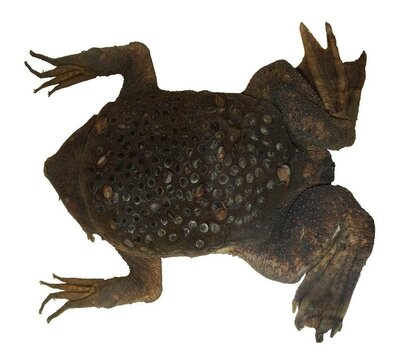 Skin grows over fertilized eggs : Carvalho’s Surinam Toad - AskNature