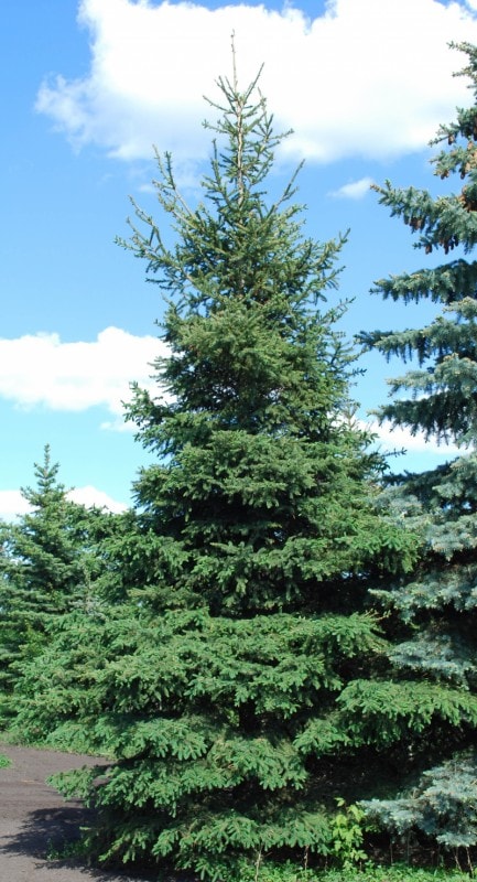 White Spruce • Kiwi Nurseries Ltd