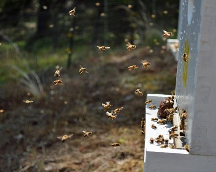 Secrets of The Honey Bee Dance Language - Carolina Honeybees