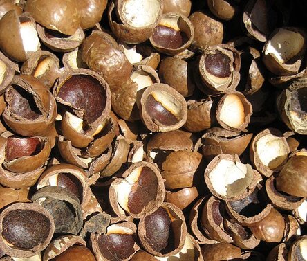 Shell provides resistance against cracking : Macadamia - AskNature