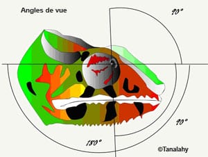 Eyes give 360° vision : Chameleon - AskNature