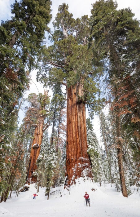 Go with the Snow in Sequoia and Kings Canyon National Parks | Save the ...