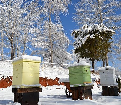 Important Facts You Need to Know About Bee Hives in Winter - Carolina ...