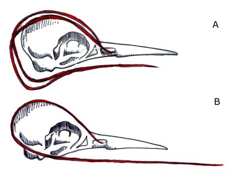 Hyoid bone secures skull during impact : Woodpecker - AskNature