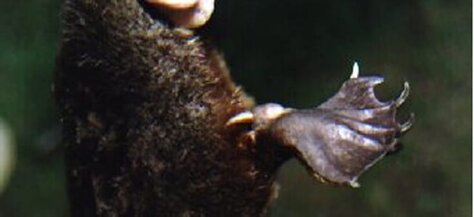 Ankle spur protects from predators : Platypus - AskNature