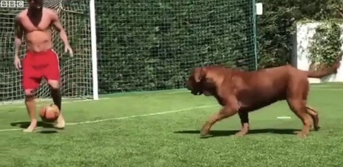 Messi Juggles the Ball with His Dog Hulk - Soccer Training Info