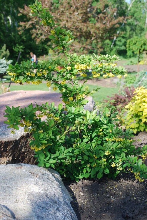 Emerald Carousel Barberry • Kiwi Nurseries Ltd