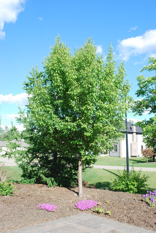 Starlite Flowering Crabapple • Kiwi Nurseries Ltd