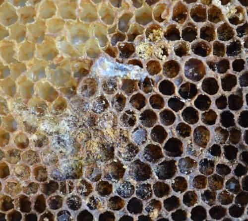Storing Honey Supers Over Winter, Where and How - Carolina Honeybees