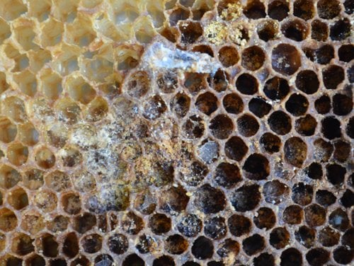 What to do About Wax Moths in Beehives? - Carolina Honeybees