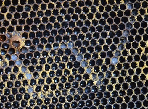 What to do About Wax Moths in Beehives? - Carolina Honeybees