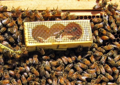7 Queen Bee Facts That May Surprise You- Carolina Honeybees
