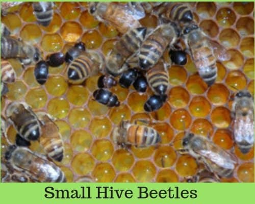 Ultimate Guide to Small Hive Beetle Treatments - Carolina Honeybees