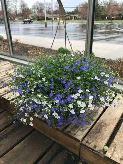 Hanging Baskets - Chuck Hafner's Garden Center, Syracuse NY