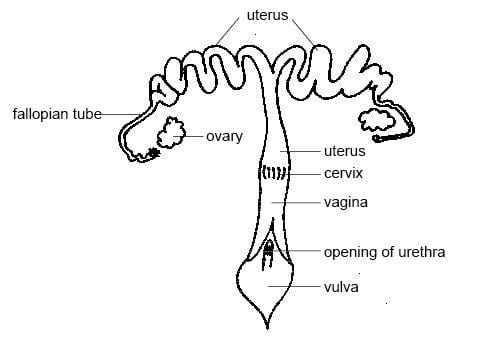 Tumors of the reproductive system in female dogs - I Love Veterinary