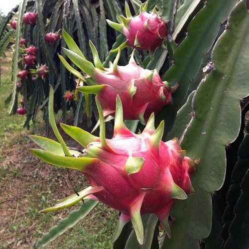 Fruit du dragon / Pitaya ️ le fruit exotique mystérieux | Cactus encyclo