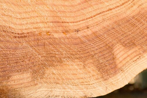 Fungal root-rot renews forest : Phellinus weirii - AskNature