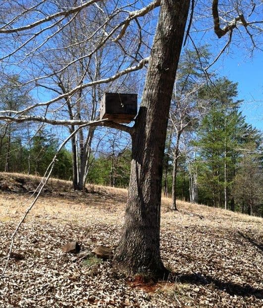 Attracting Bee Swarms to a Swarm Trap - Carolina Honeybees