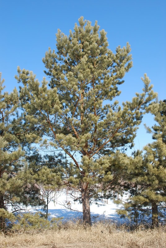 Scots Pine • Kiwi Nurseries Ltd