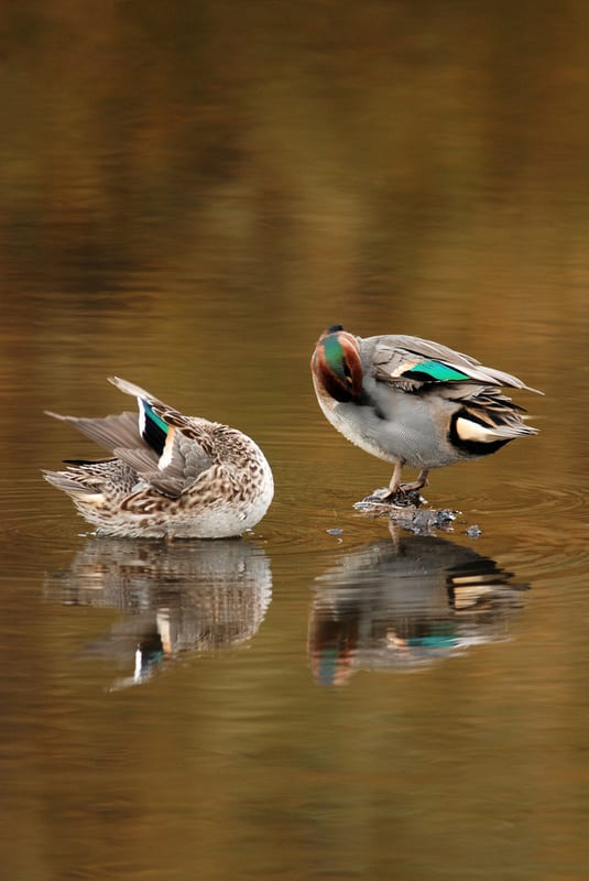 Preening waterproofs feathers : Birds - AskNature
