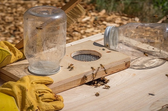 The Ultimate Guide to Feeding Bees Sugar Water (How to Make it & More) The Ultimate Guide to Feeding Bees Sugar Water (How to Make it & More)